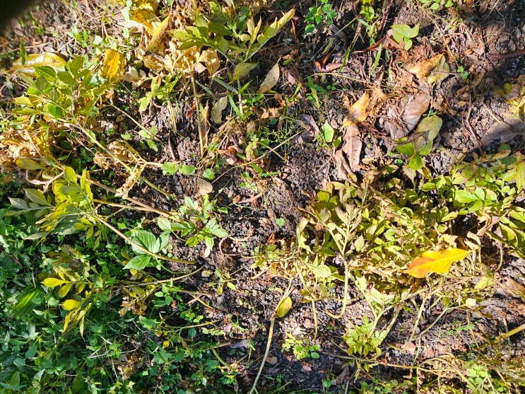 줄기 마른 곤약(구약나물) 밭 : 네이버 블로그