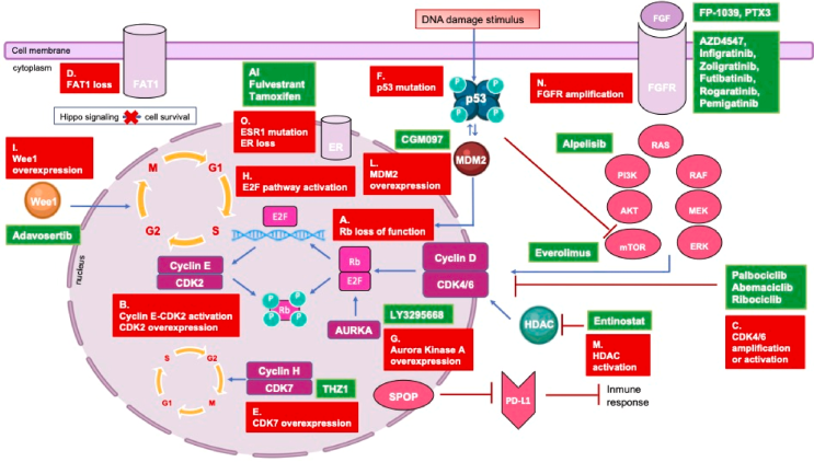 Cyclin-dependent kinase 4 and 6 inhibitors (CDK4/6i): Mechanisms of ...