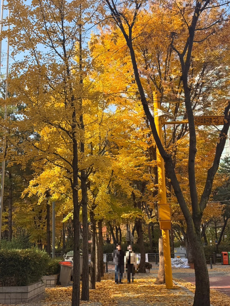 251104-10, 22w | 재택없는 회사생활이 시작되었습니다.. 컨디션 최고 중기임산부🤰🏻 : 네이버 블로그