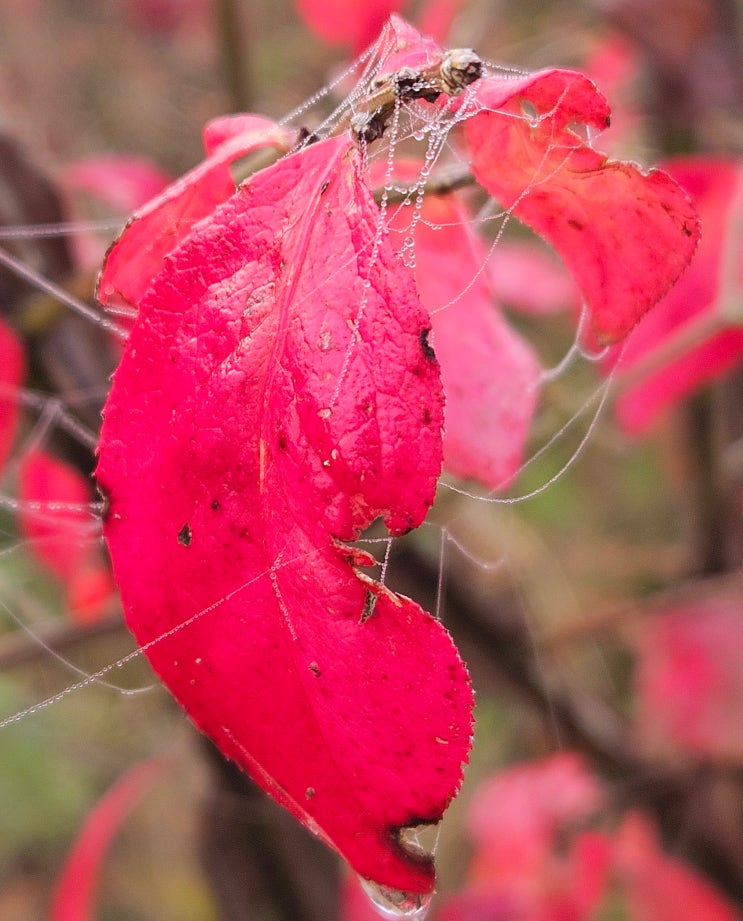 열매도 낙엽도 꽃이 되는 계절 : 네이버 블로그