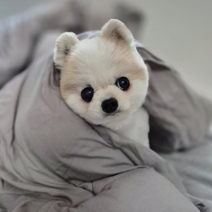 강아지 십자인대 파열 수술 TPLO 비용 증상은? : 네이버 블로그