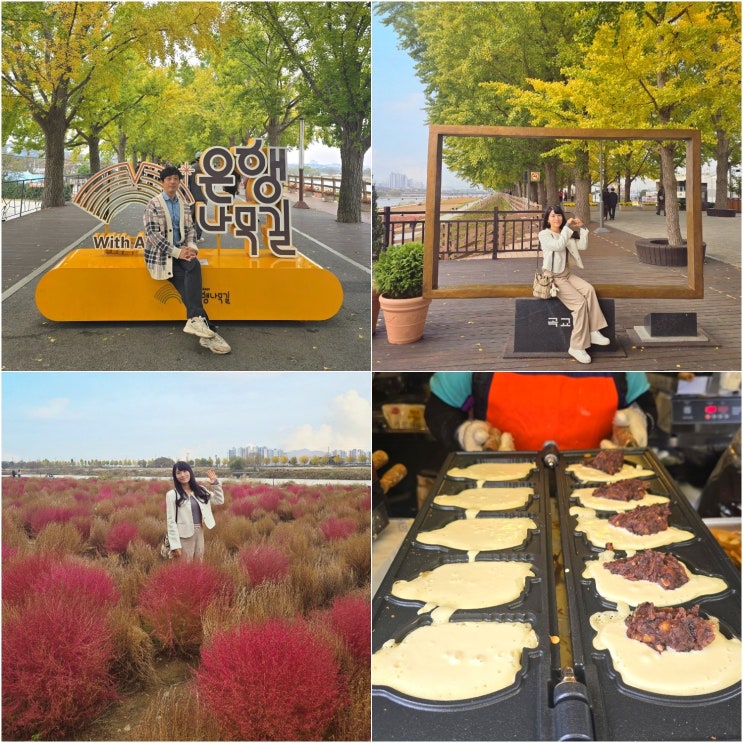 충남 아산여행 현충사곡교천 은행나무길_은행나무, 댑싸리밭 단풍 실시간 : 네이버 블로그