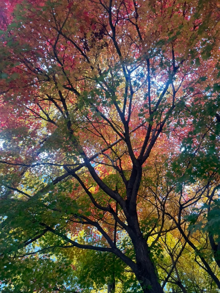 오늘일기 1108 : 네이버 블로그