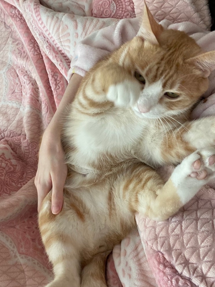 우리집 아가 고양이 👶🏻🐈 : 네이버 블로그