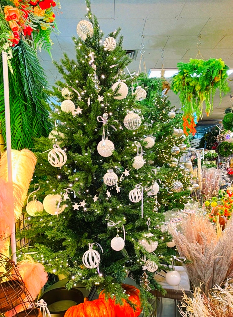 양재꽃시장 화분 꽃다발 양재화훼단지 크리스마스트리 종류 : 네이버 블로그