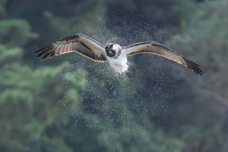 Pandion haliaetus [물수리, Osprey] : 네이버 블로그