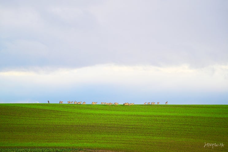 [유럽 여행] 체코 모라비아에서 만난 사슴 떼 / A herd of deer encountered in Moravia ...