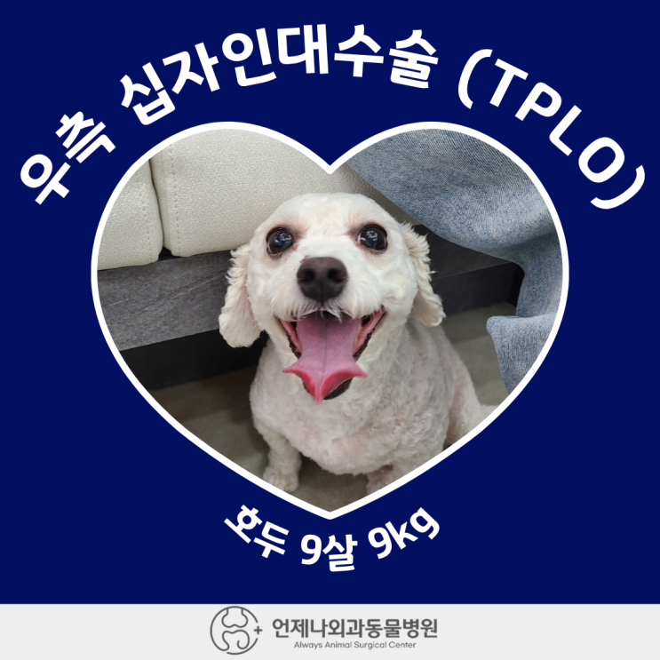 배방 언제나외과동물병원 "9kg 강아지 십자인대수술(TPLO) 후기" : 네이버 블로그