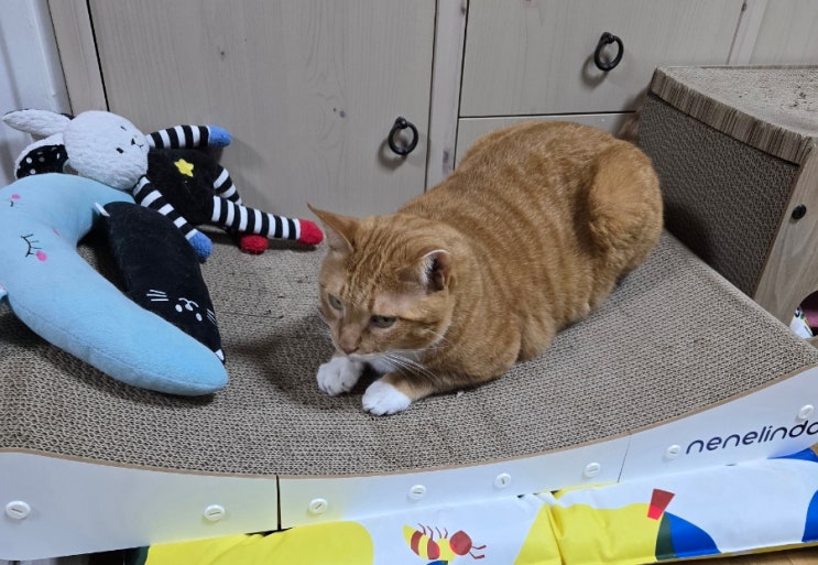 고양이 스크래쳐 추천 대형 스크래쳐 추천 가성비 디자인 좋은 네네린도 소파 퀸 스크래쳐 : 네이버 블로그