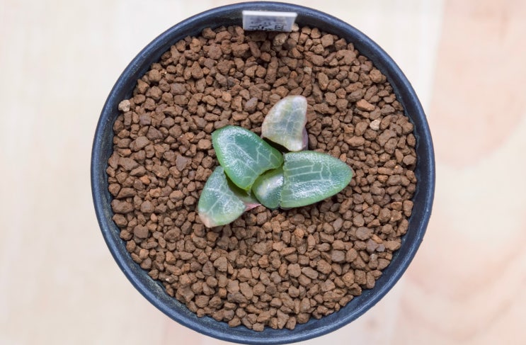 [329] 하월시아 아이작 : 네이버 블로그