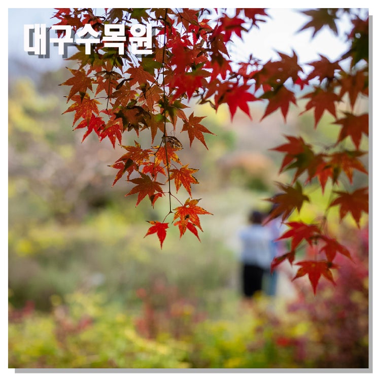 대구수목원 국화축제 기간 11월 16일 단풍 절정 : 네이버 블로그