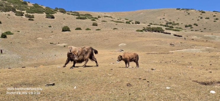 키르기스탄 Tian Shan 및 Alay 트레킹 19일, D13 : 네이버 블로그