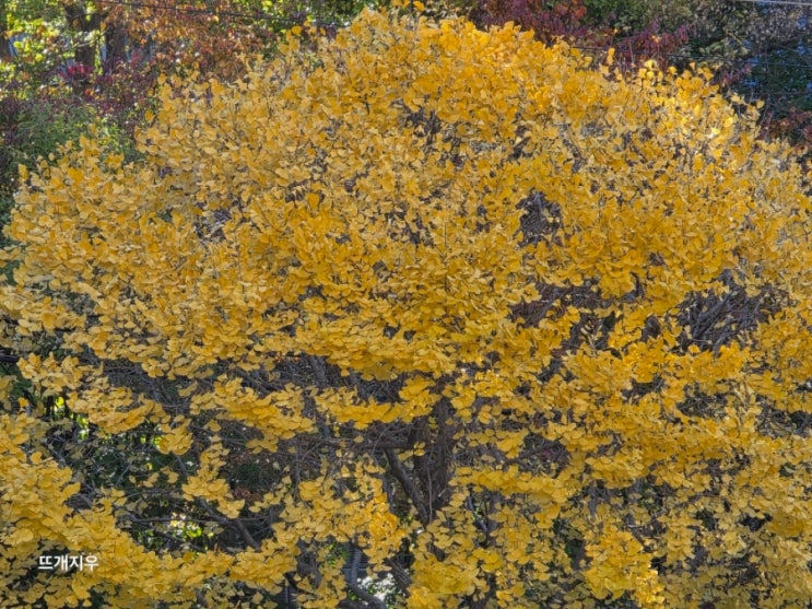 동치미5kg 담그기.무우잘라서 동치미 담그기.김장 전 냉장고 정리 수완다담다 수험생할인 20251114 고딩맘일기 1654 가을 ...