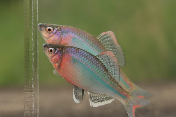 줄납자루를 찾아서, 경남 탐어기 : 네이버 블로그