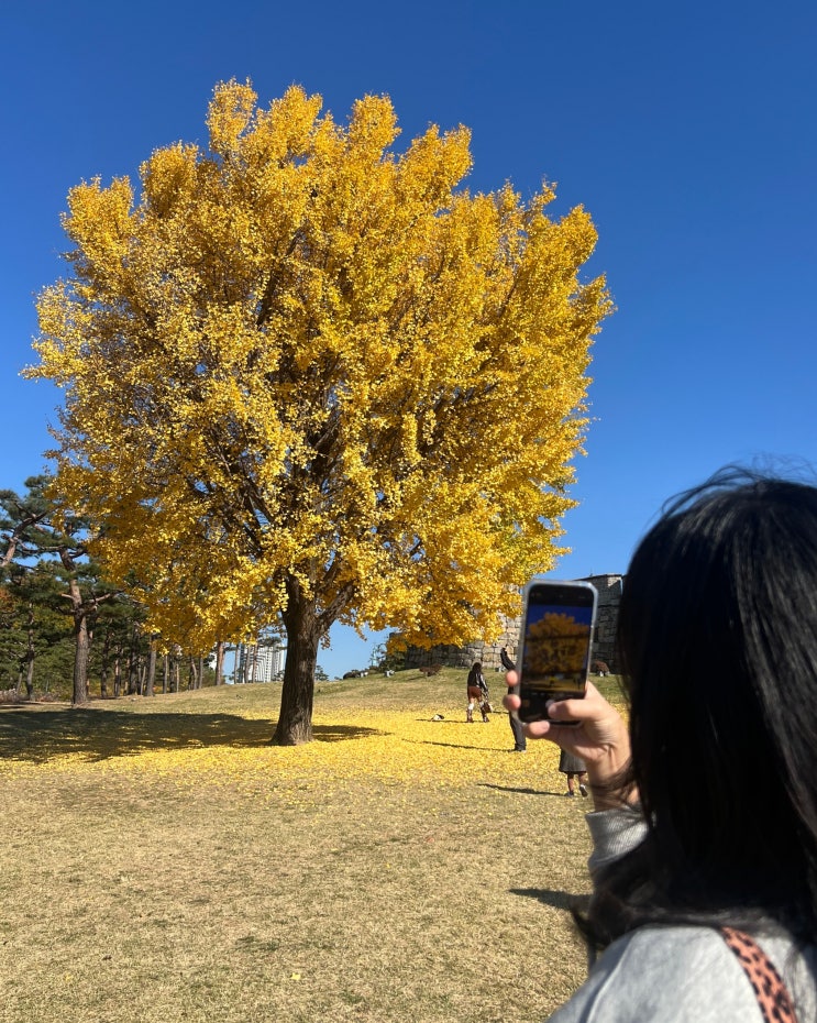수원화성 나홀로 은행나무 위치 주차 성곽길 억새 : 네이버 블로그