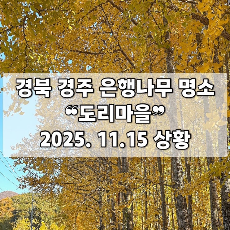 [경북 | 경주] 부산 근교 은행나무 명소 도리마을 실시간 상황 후기 : 네이버 블로그