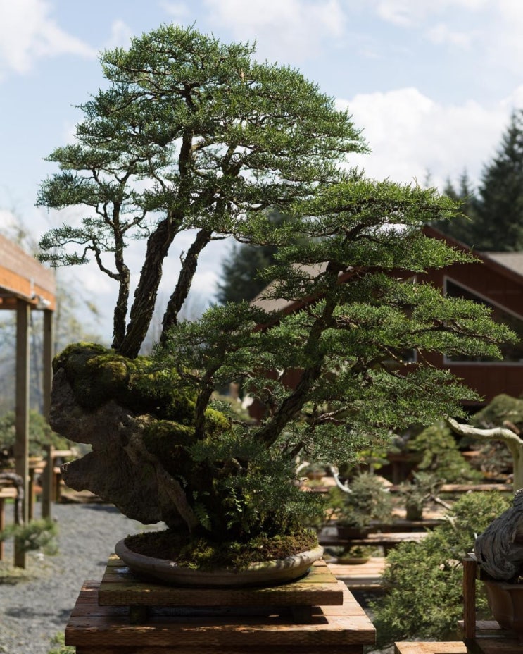 세계분재 1895 : 네이버 블로그