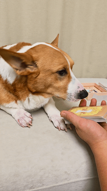 펫타로 Mucult 무컬트 MuMu Dog 무무도그 오라클 반려동물 타로카드 후기 : 네이버 블로그