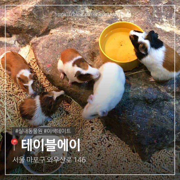 [서울] 홍대 사막여우, 미어캣, 라쿤이 있는 실내 동물원 "테이블에이" : 네이버 블로그