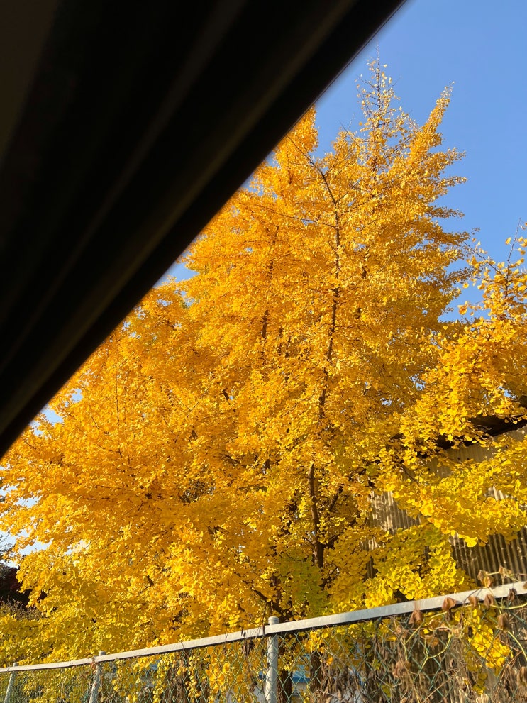 Bye, Autumn : 네이버 블로그
