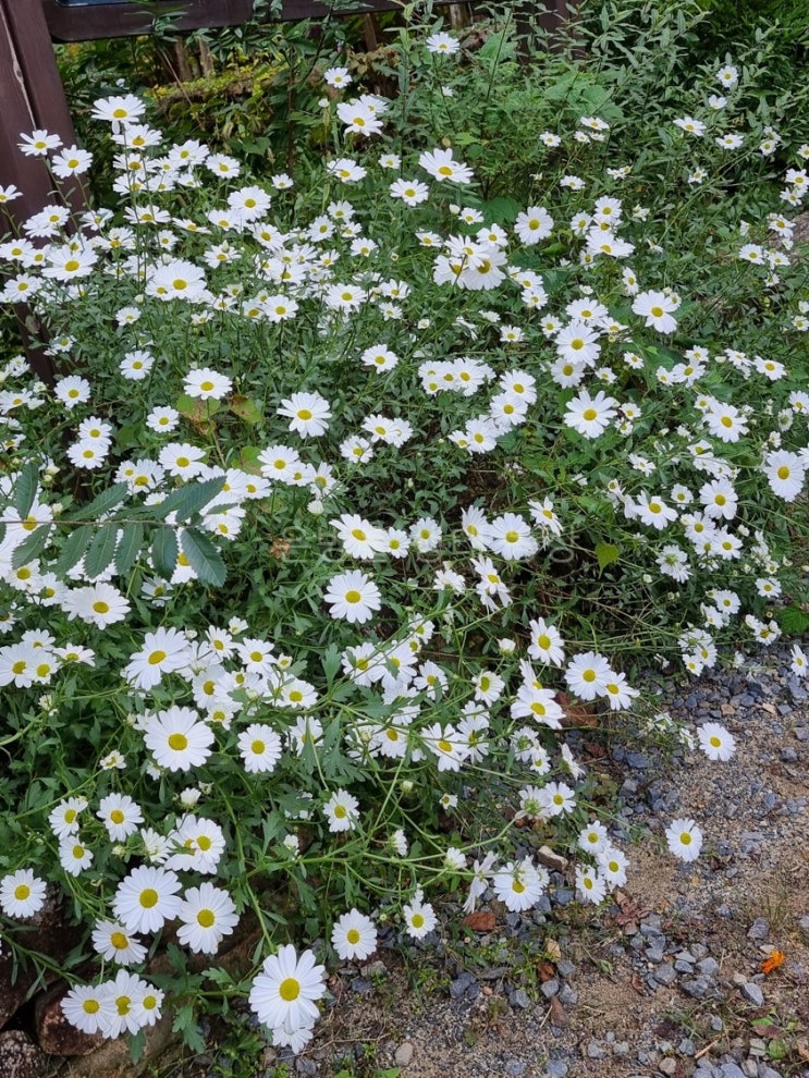 120. 구절초와 쑥부쟁이를 구별하시나요? : 네이버 블로그