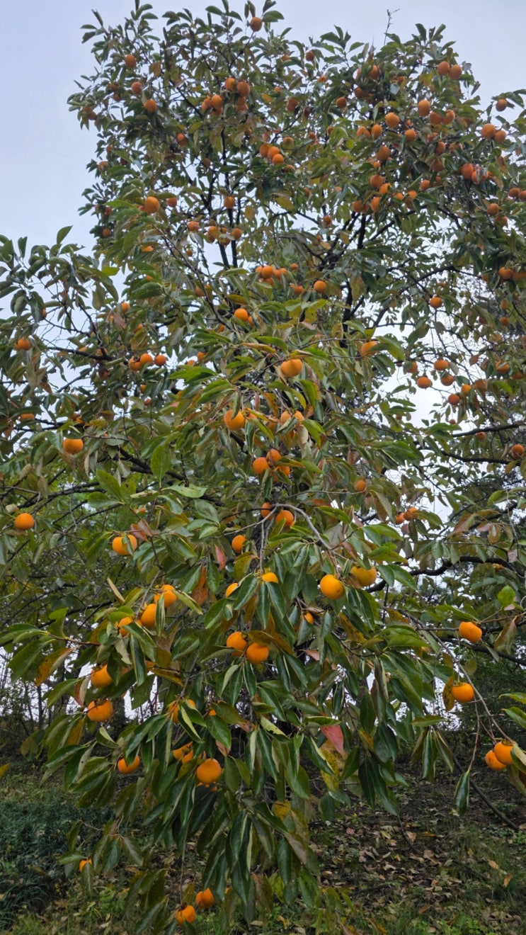 지혜) The fear of the Lord-that is wisdom, and to shun evil is ...