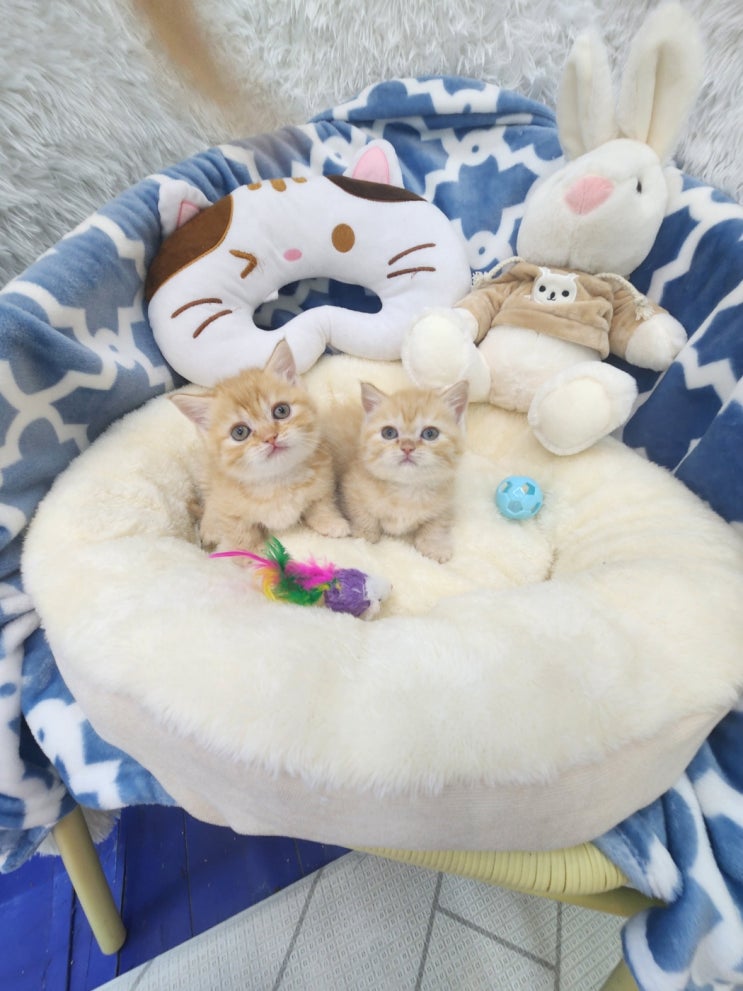 진천고양이분양 사랑스런 먼치킨 잘키울게요 : 네이버 블로그