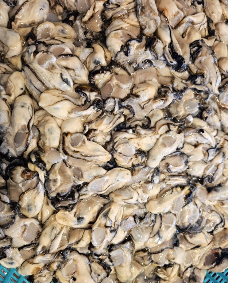 제철 생굴~~ 아주 실합니다!! : 네이버 블로그