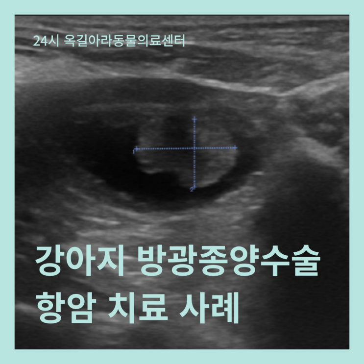 금천구동물병원 강아지 방광종양수술 항암 치료 사례 : 네이버 블로그