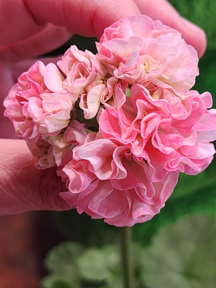 지유라미(떠나자여행님) : 네이버 블로그