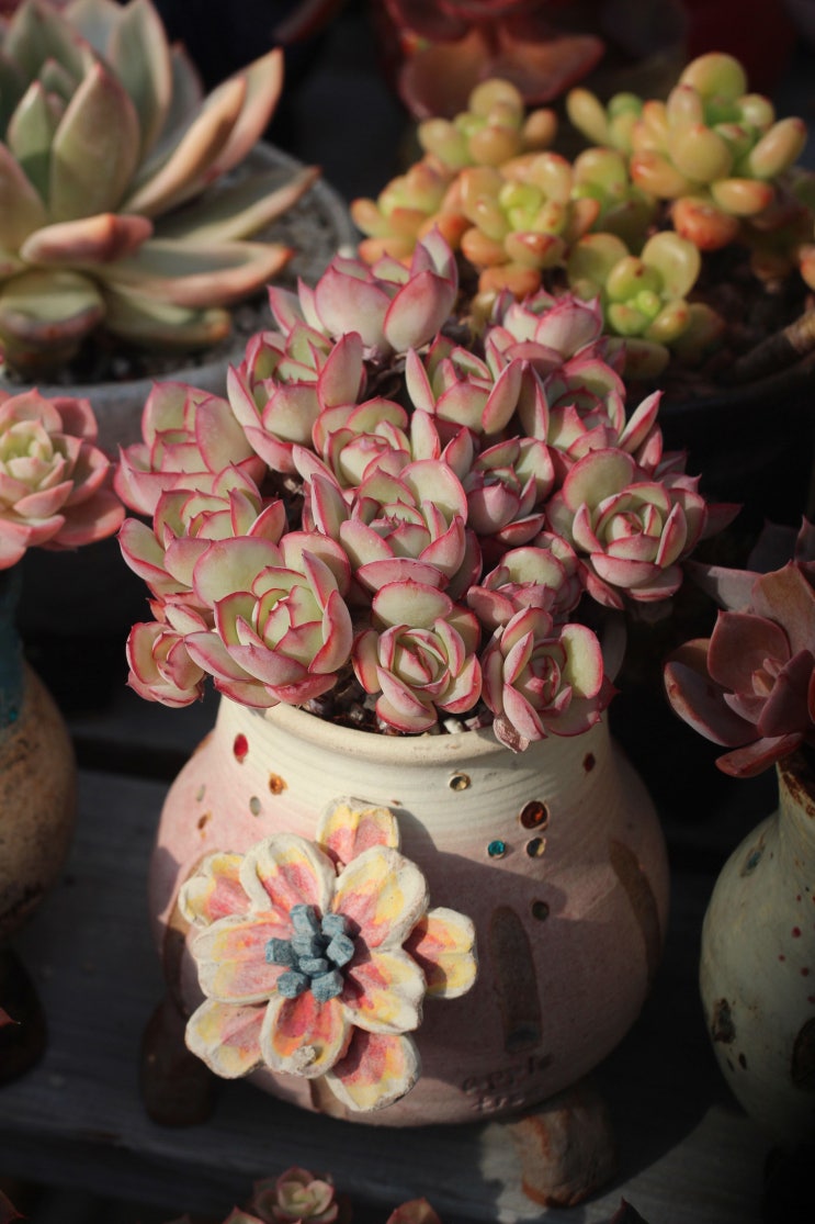 노랑풍선.모아화분.신데렐라.sp.라임앤칠리. : 네이버 블로그