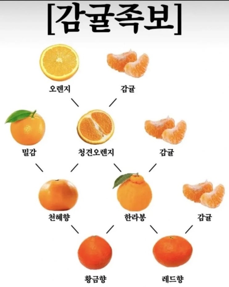 감귤 족보 : 네이버 블로그