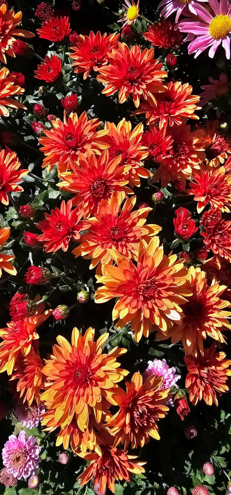 생명의 삶 2025년 11월 22일 토요일 : 네이버 블로그