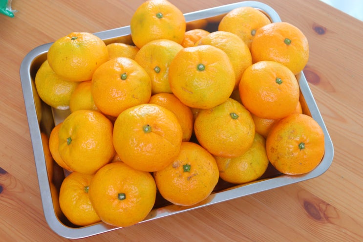 타이벡 감귤 제철 노지감귤도 돌쇠네농산물 : 네이버 블로그