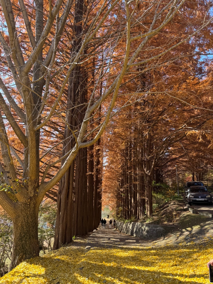 한국외대 명수당 단풍 명소 평일 주차 사진꿀팁 : 네이버 블로그