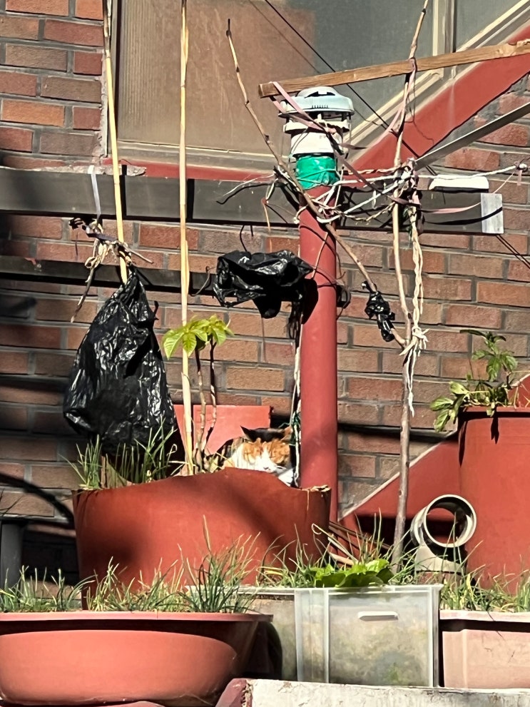 거짓말쟁이 : 네이버 블로그