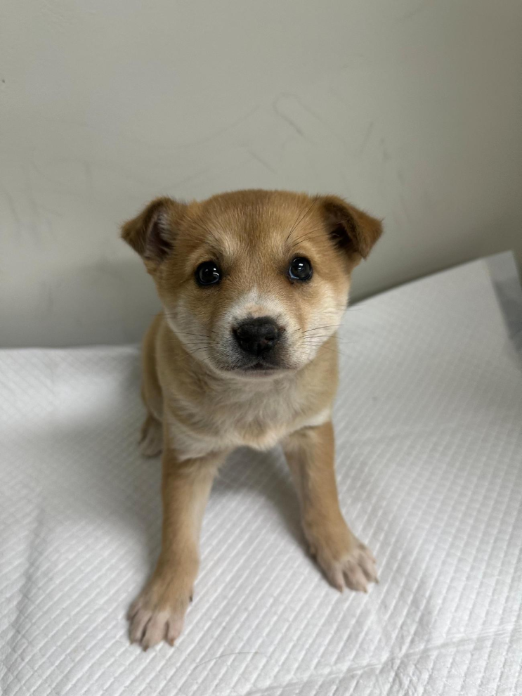 논산 믹스견, 애처로운 눈빛…5일 운명 갈린다?! 부디 가족이 되어주세요 (+유기견, 입양, 동물보호) : 네이버 블로그