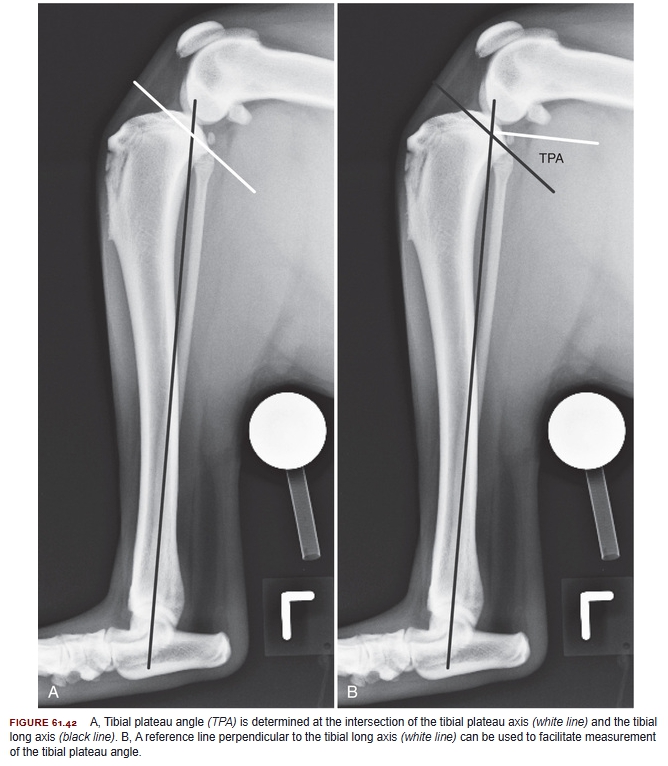 경골 경사 교정 절골술(TPLO, Tibial Plateau Leveling Osteotomy) : 네이버 블로그