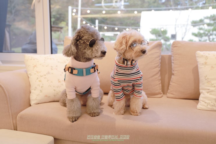 강아지 중성화 시기 및 수술하는 이유 : 네이버 블로그