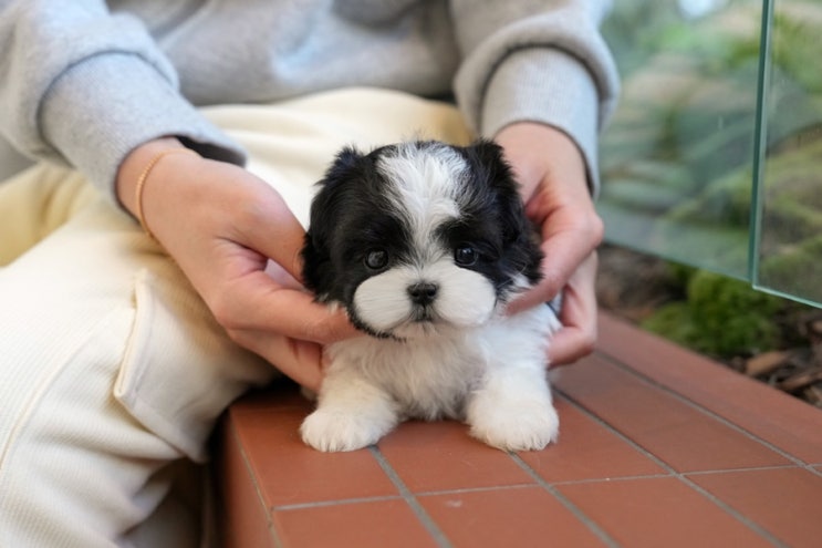초소형강아지 키우고 싶다면 필독 : 네이버 블로그