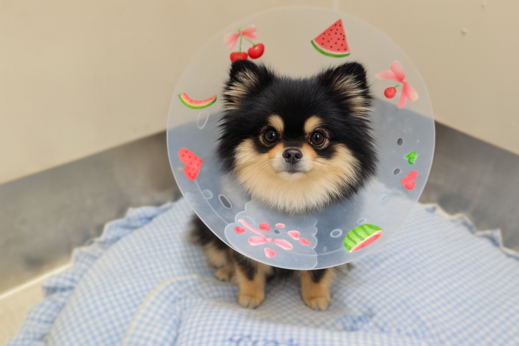 노견 구토·혈변: 강아지 췌장염 검사 후 입원없이 내복약만으로 치료 가능한가요? : 네이버 블로그