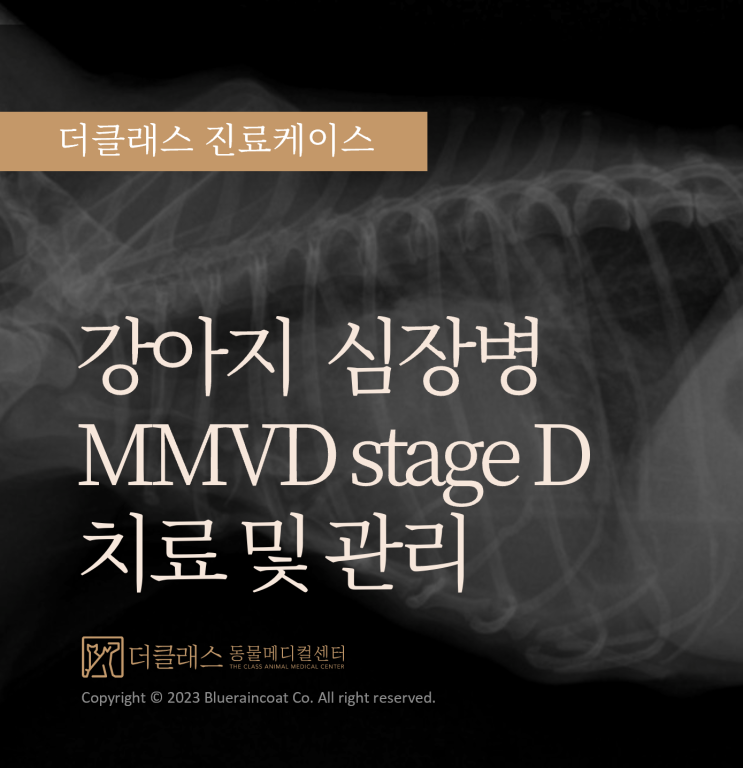 [더클래스동물메디컬센터] 강아지 폐수종, 호흡 곤란 MMVD stage D 치료 및 관리 :: 24 더클래스 동물메디컬센터 ...