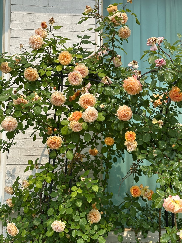 ( 2025 ) 프린세스 마가레타 : 네이버 블로그