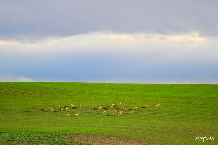 [유럽 여행] 체코 모라비아에서 만난 사슴 떼 / A herd of deer encountered in Moravia ...