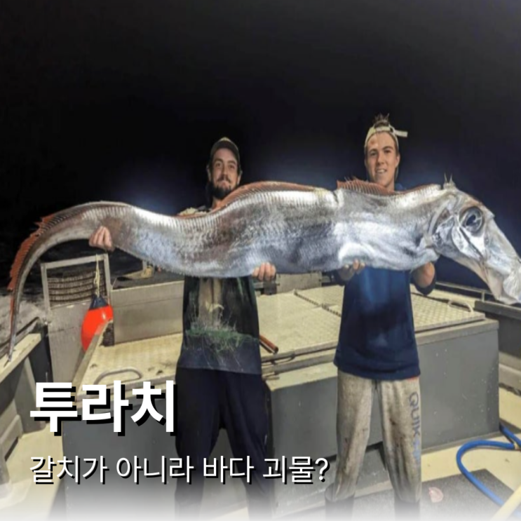 대만 바다 괴물의 실체는 투라치? 3m 물고기가 11m로 둔갑한 이유 : 네이버 블로그