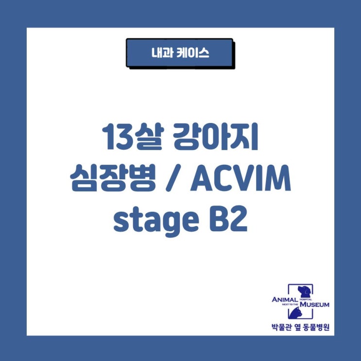 강아지 심장병(MMVD) / ACVIM stage B2 [강아지 심장병][강아지 MMVD][강아지 이첨판폐쇄부전증][강아지 심장 ...