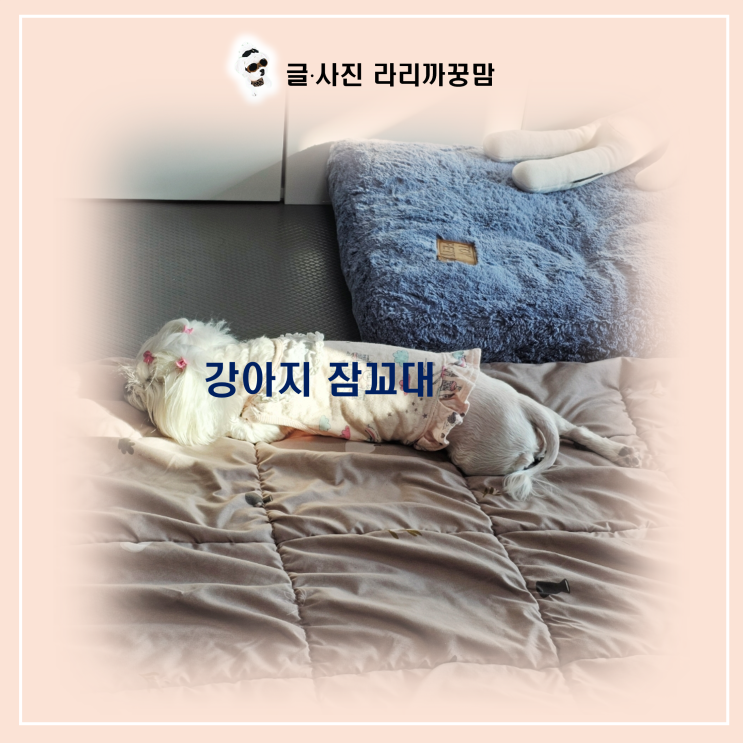 강아지 잠꼬대 비밀! '렘수면' 중 뇌가 활발해지는 순간, 댕댕이가 꾸는 꿈의 정체는? : 네이버 블로그