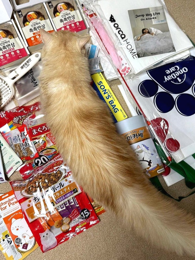 미루고 미뤘던.. 궁디팡팡 캣페스타 2025 후기글입니다.. : 네이버 블로그