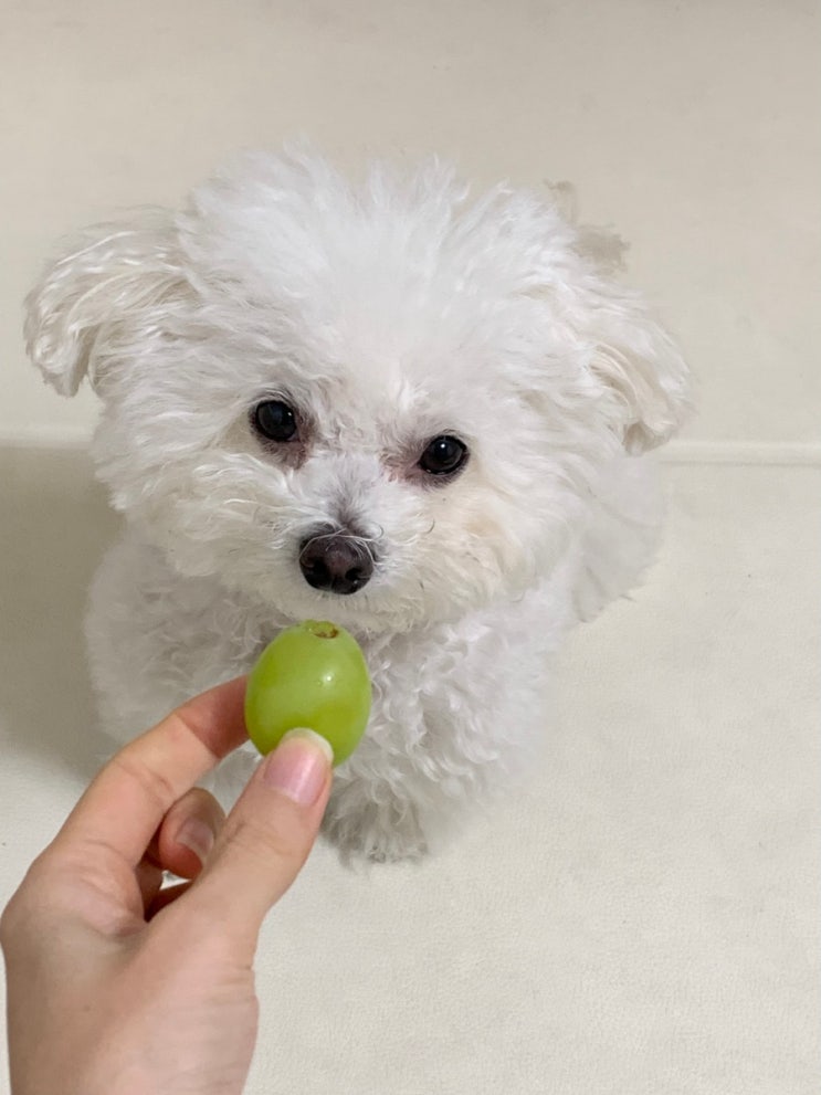 강아지 샤인머스켓 포도 소량 섭취 위험한 이유 : 네이버 블로그