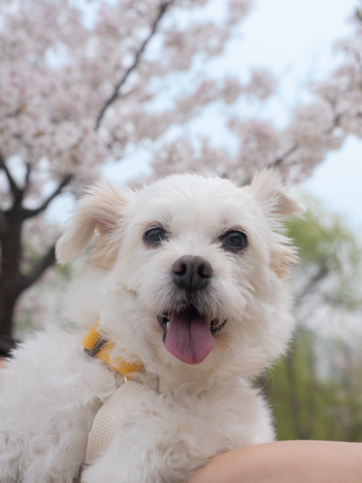 강아지 장례식장 따뜻한 이야기_21그램 남양주 후기 : 네이버 블로그